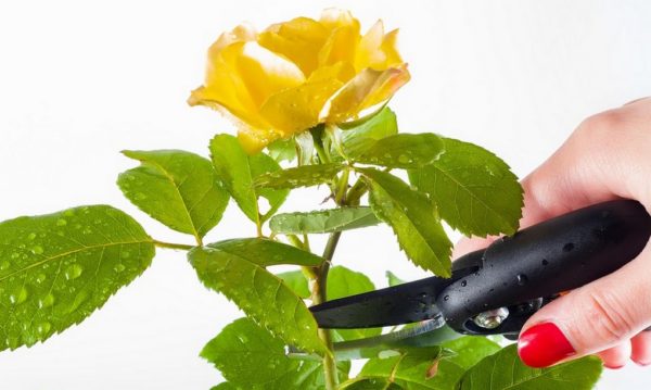 How to Prepare Roses for Winter | How to Make and Do