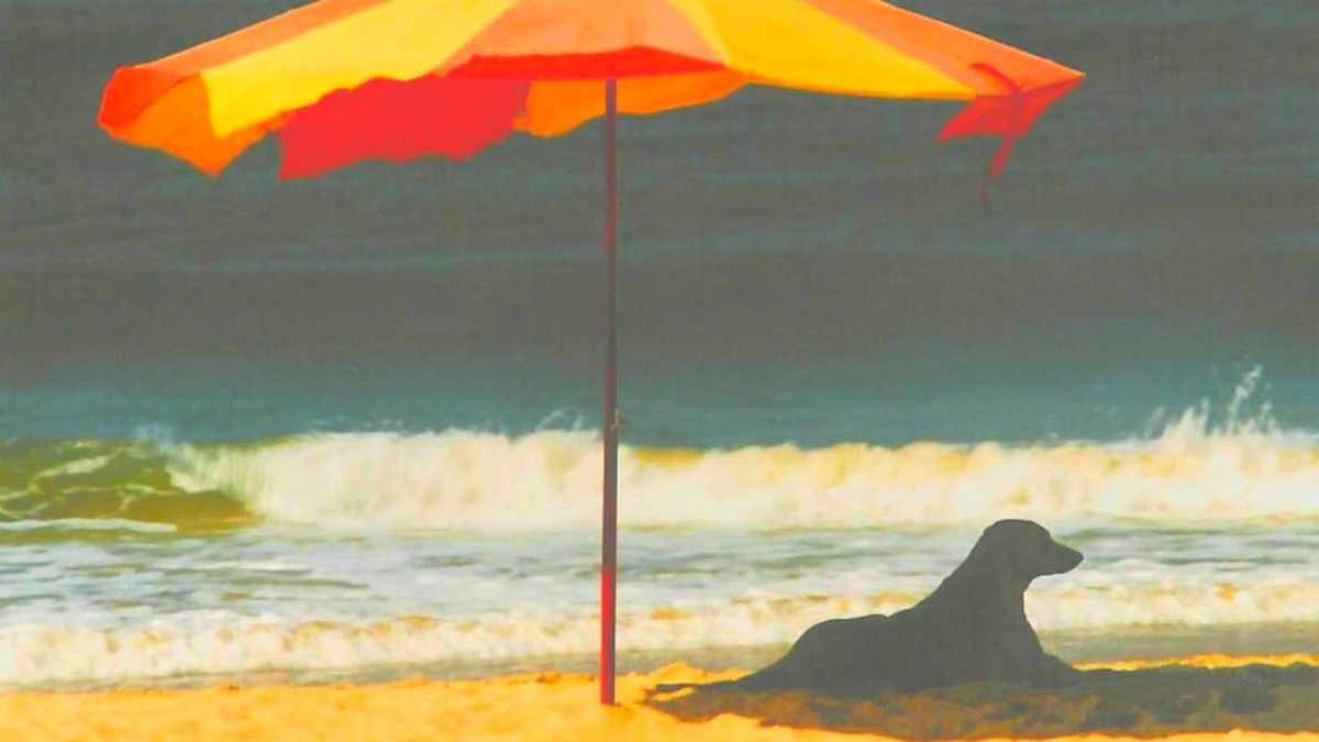 How to Protect Your Pets from the Sun | How to Make and Do